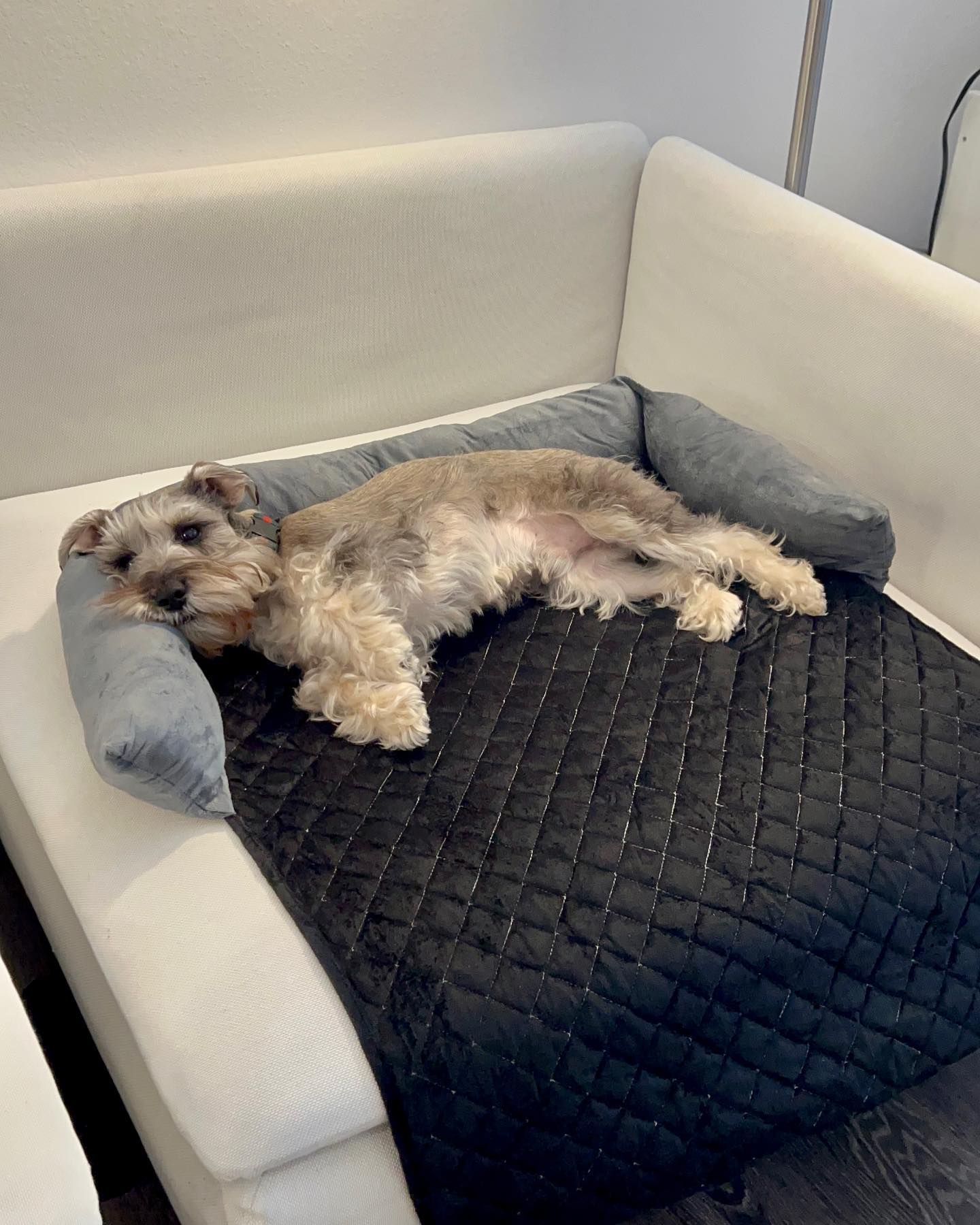 24 Pet Bedroom Ideas: Cozy and Stylish Spaces for Your Furry Friends ...