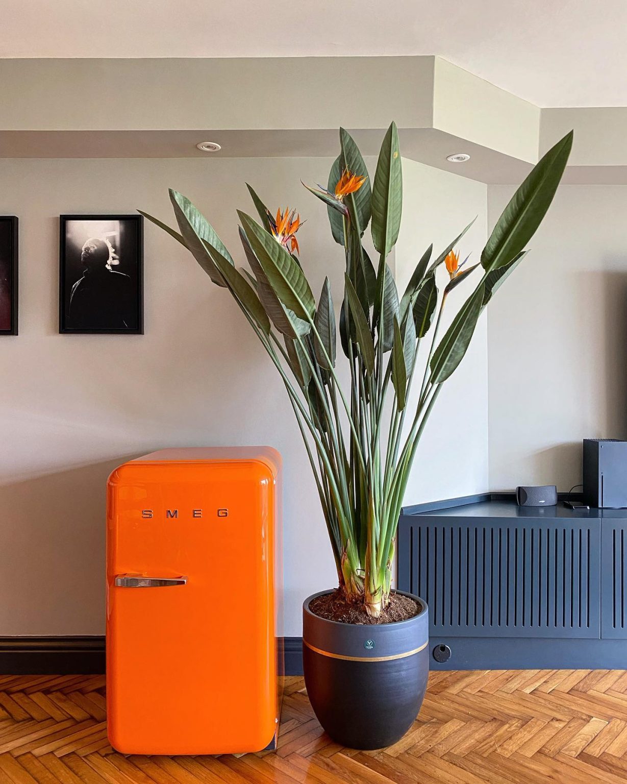 31 Houseplants Decor Ideas: Transform Your Home with Stunning Indoor ...