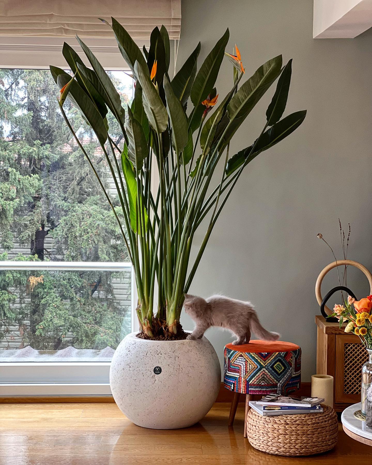 31 Houseplants Decor Ideas: Transform Your Home with Stunning Indoor ...