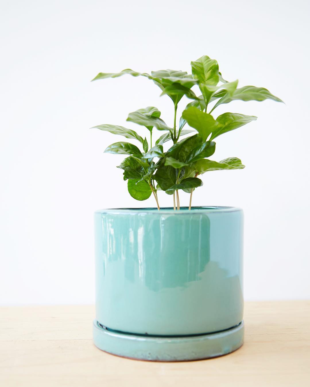 29 Houseplant Pot Ideas for Modern and Vintage Decor - placeideal.com