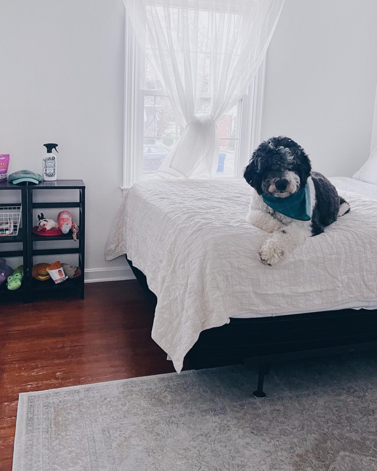 24 Pet Bedroom Ideas: Cozy and Stylish Spaces for Your Furry Friends ...