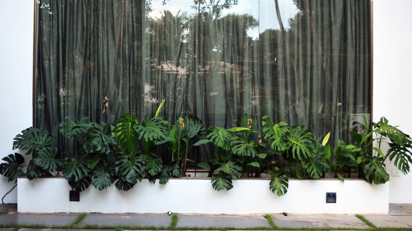 28 Tropical Landscape Ideas for Stunning Front Yards, Backyards, and ...