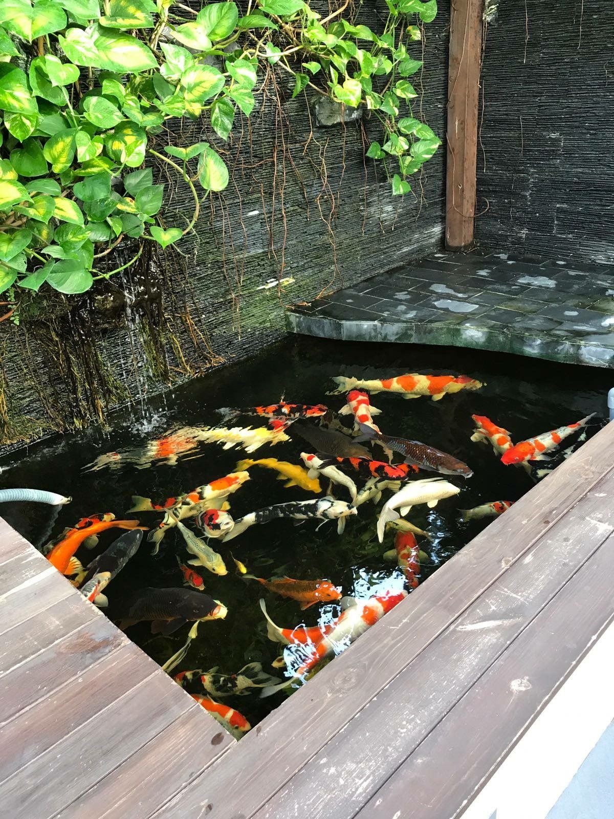 28 Koi Pond Ideas to Transform Your Backyard into a Serene Oasis ...