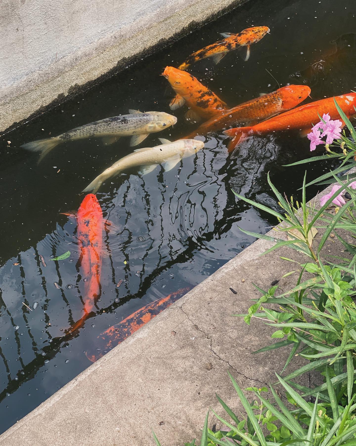 28 Koi Pond Ideas to Transform Your Backyard into a Serene Oasis ...