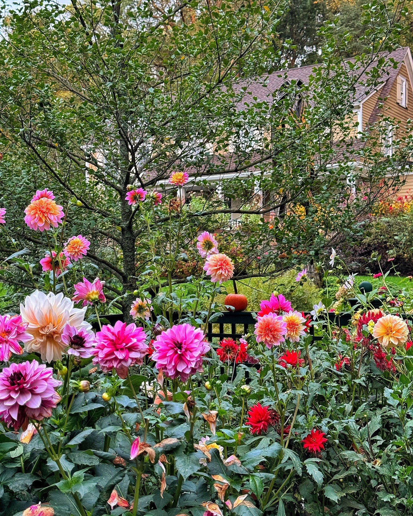24 Flower Garden Ideas to Transform Your Outdoor Space into a Blooming ...