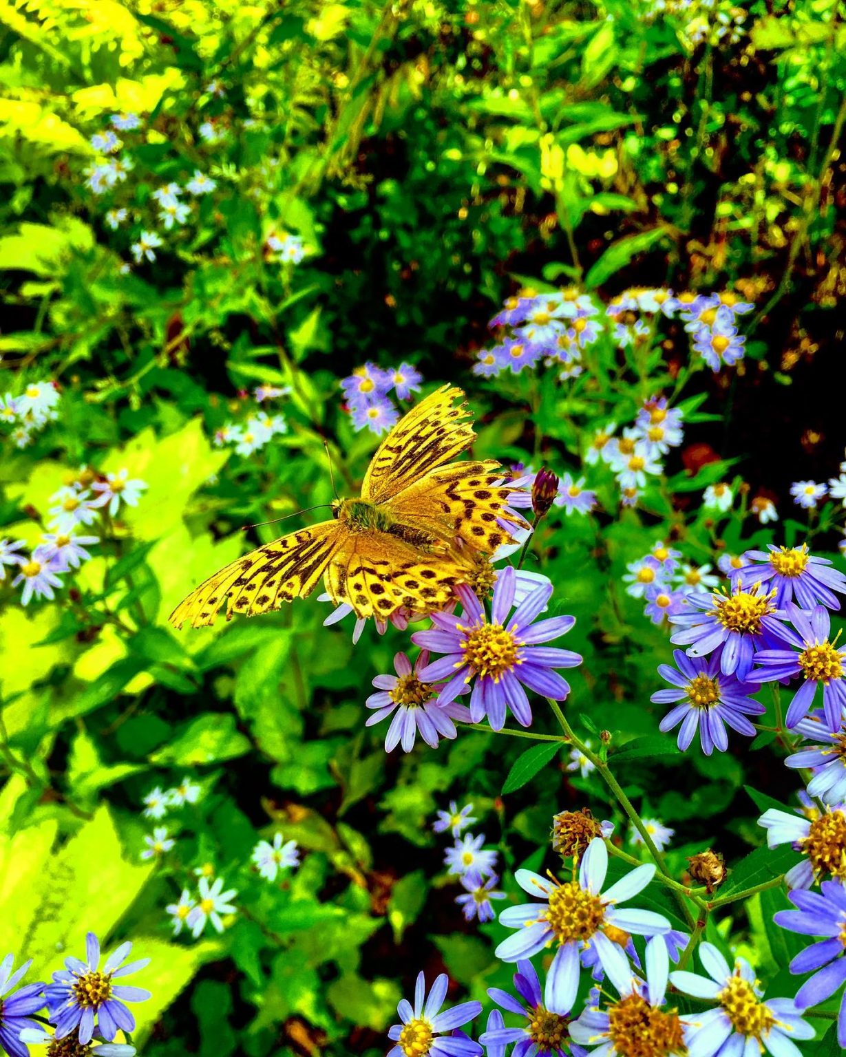 20 Butterfly Garden Ideas to Transform Your Yard into a Pollinator’s ...