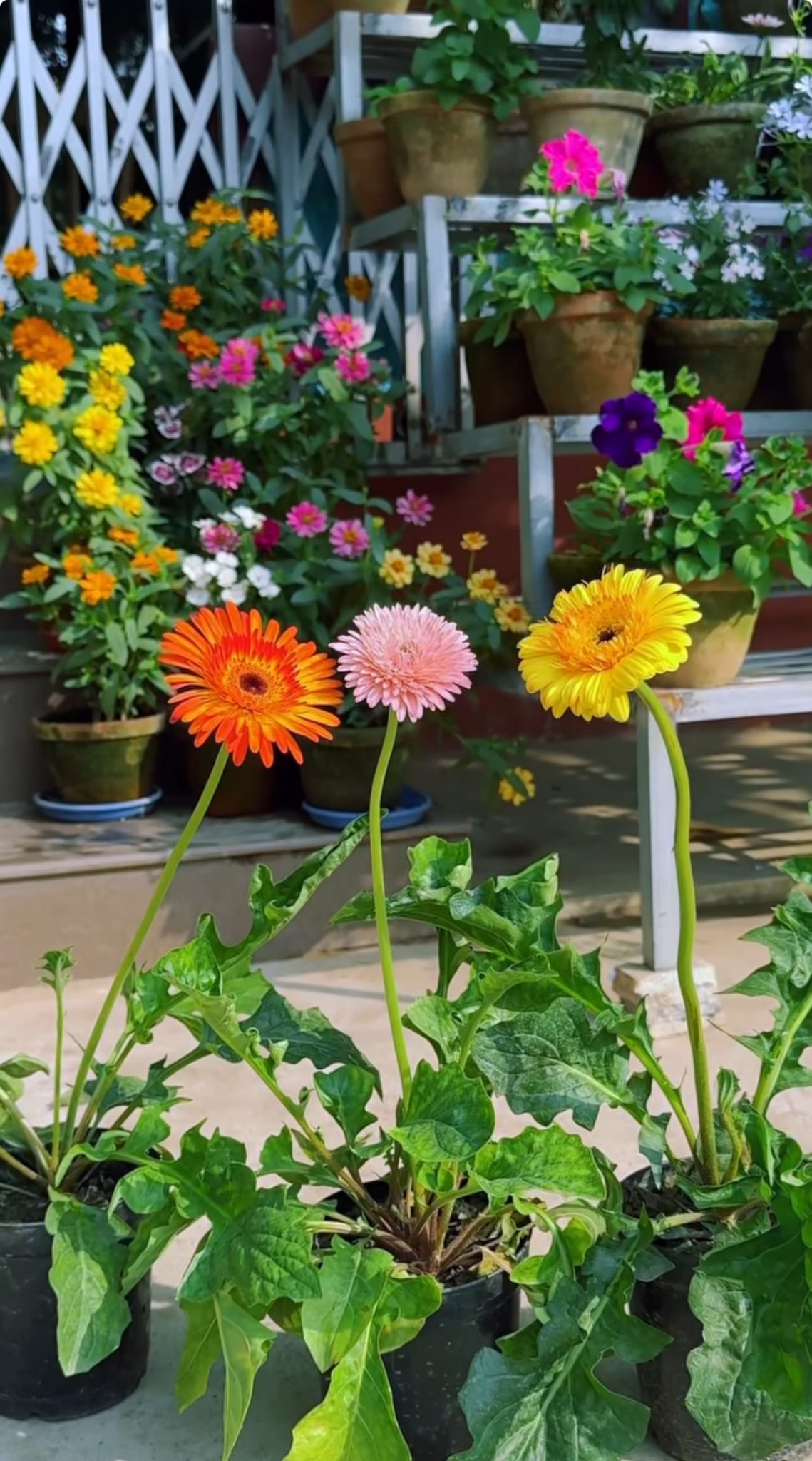 24 Flower Garden Ideas to Transform Your Outdoor Space into a Blooming ...