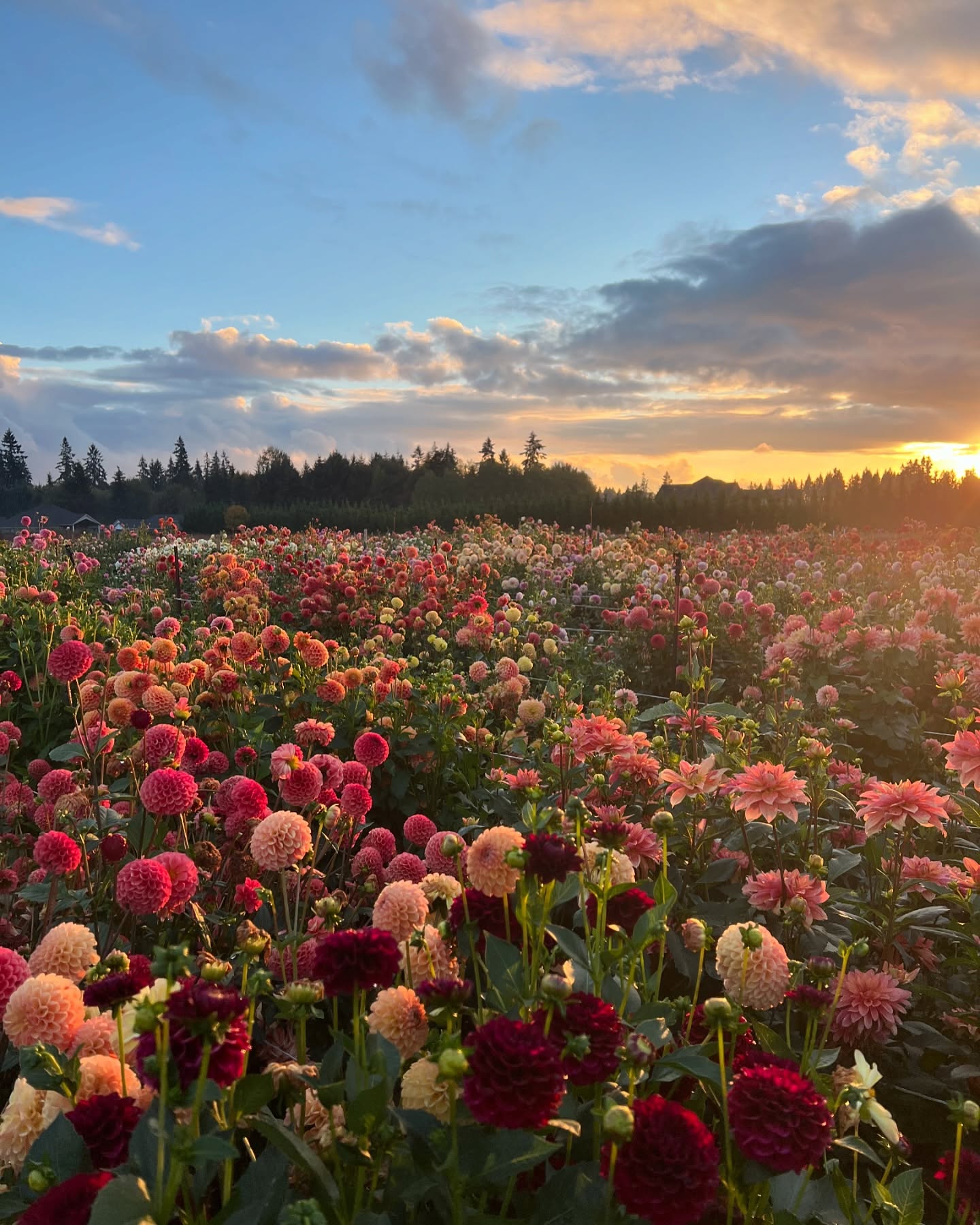 24 Flower Garden Ideas to Transform Your Outdoor Space into a Blooming ...