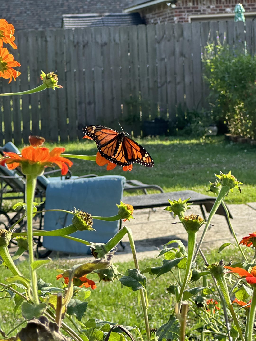 20 Butterfly Garden Ideas to Transform Your Yard into a Pollinator’s Paradise - placeideal.com