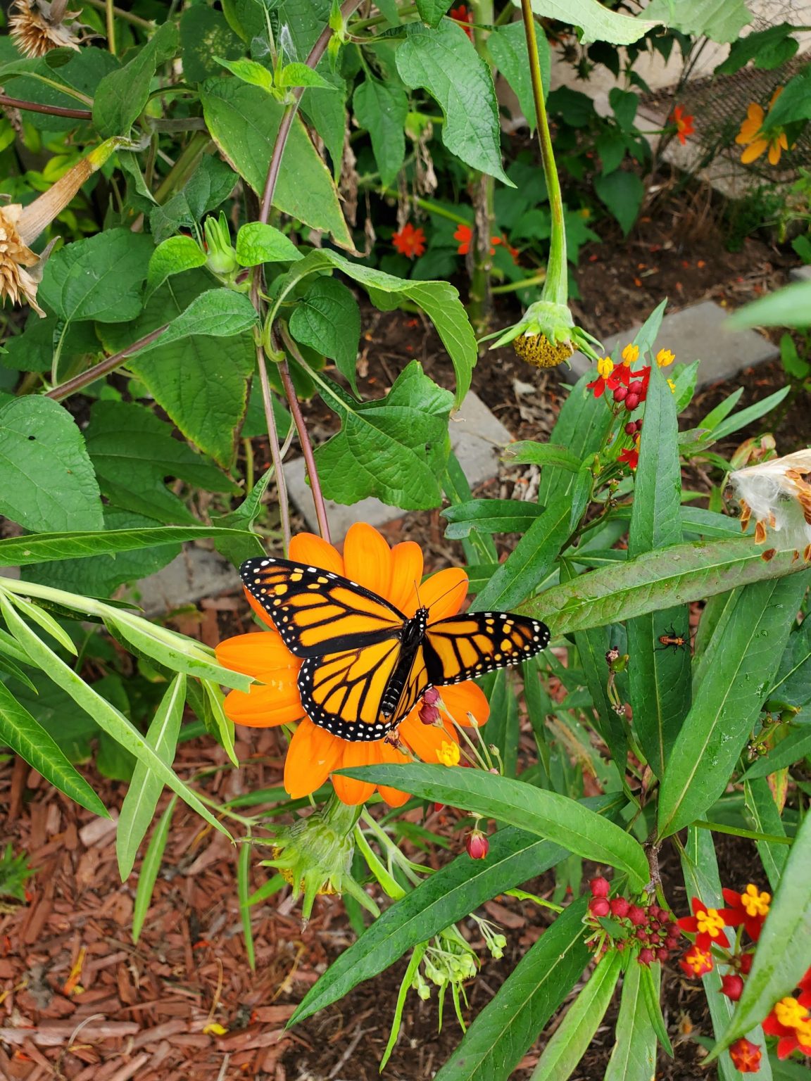 20 Butterfly Garden Ideas to Transform Your Yard into a Pollinator’s ...