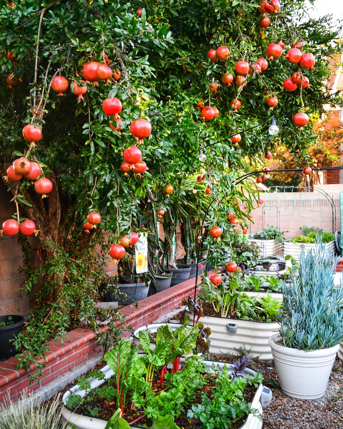 25 Veggie Garden Layout Ideas to Transform Your Backyard: Raised Beds ...