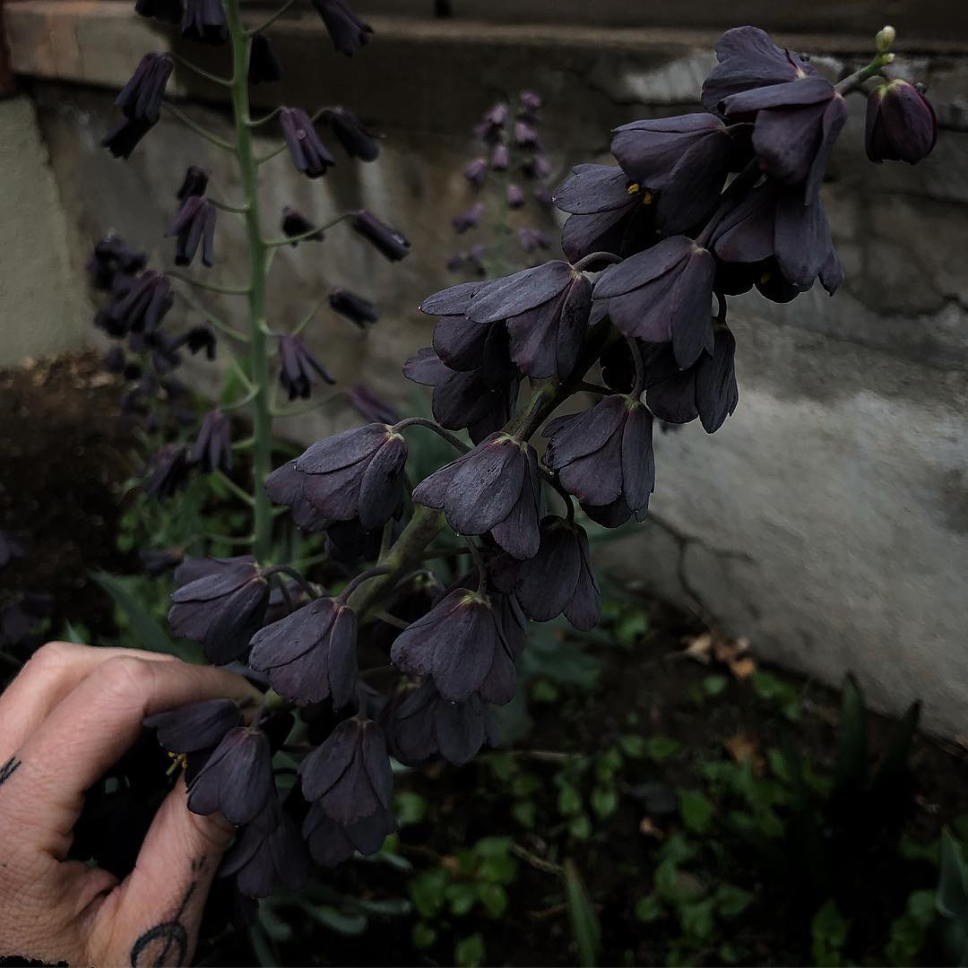25 Gothic Garden Ideas: Enchanting Designs and Dark Aesthetics for Your ...