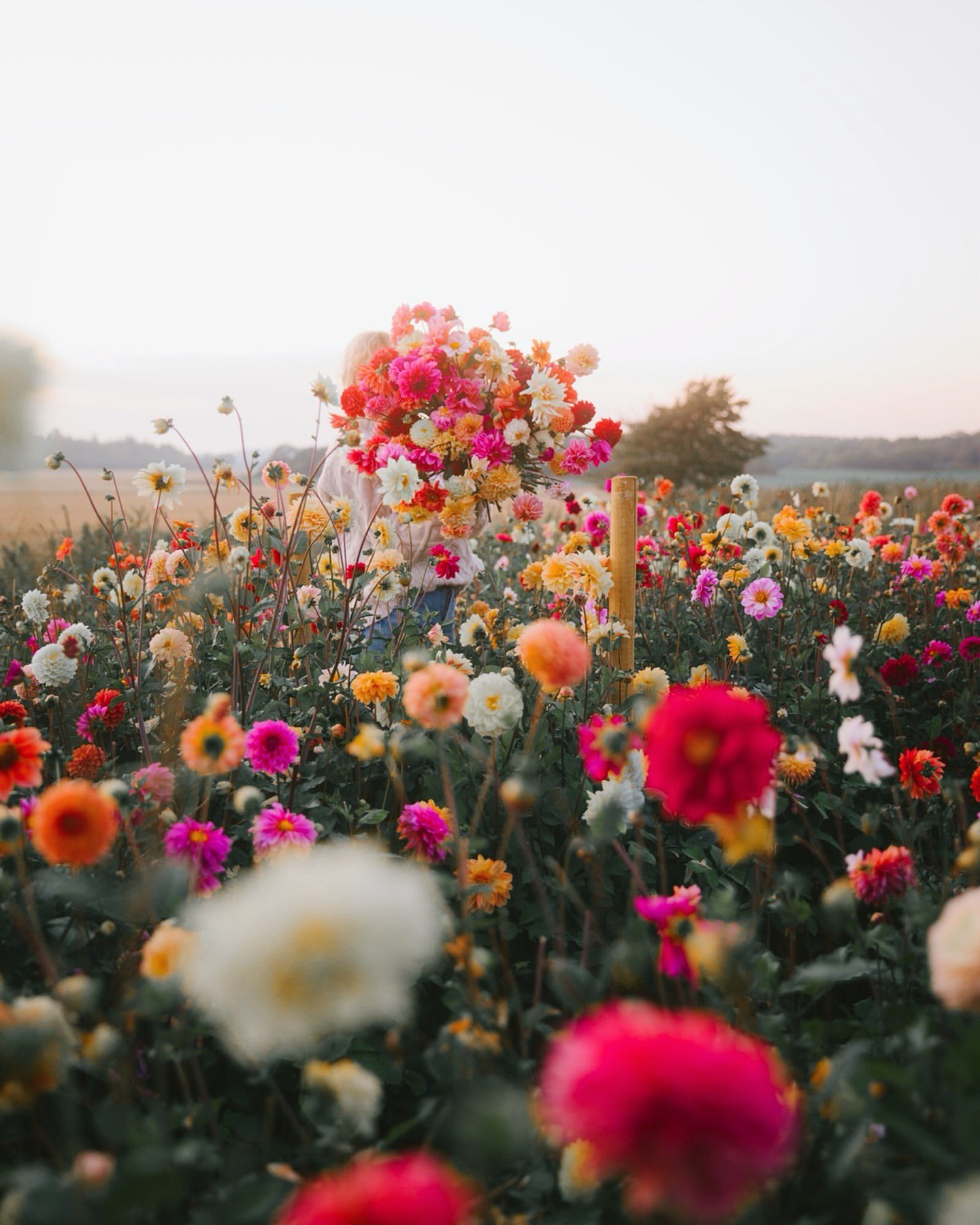 24 Flower Garden Ideas to Transform Your Outdoor Space into a Blooming ...