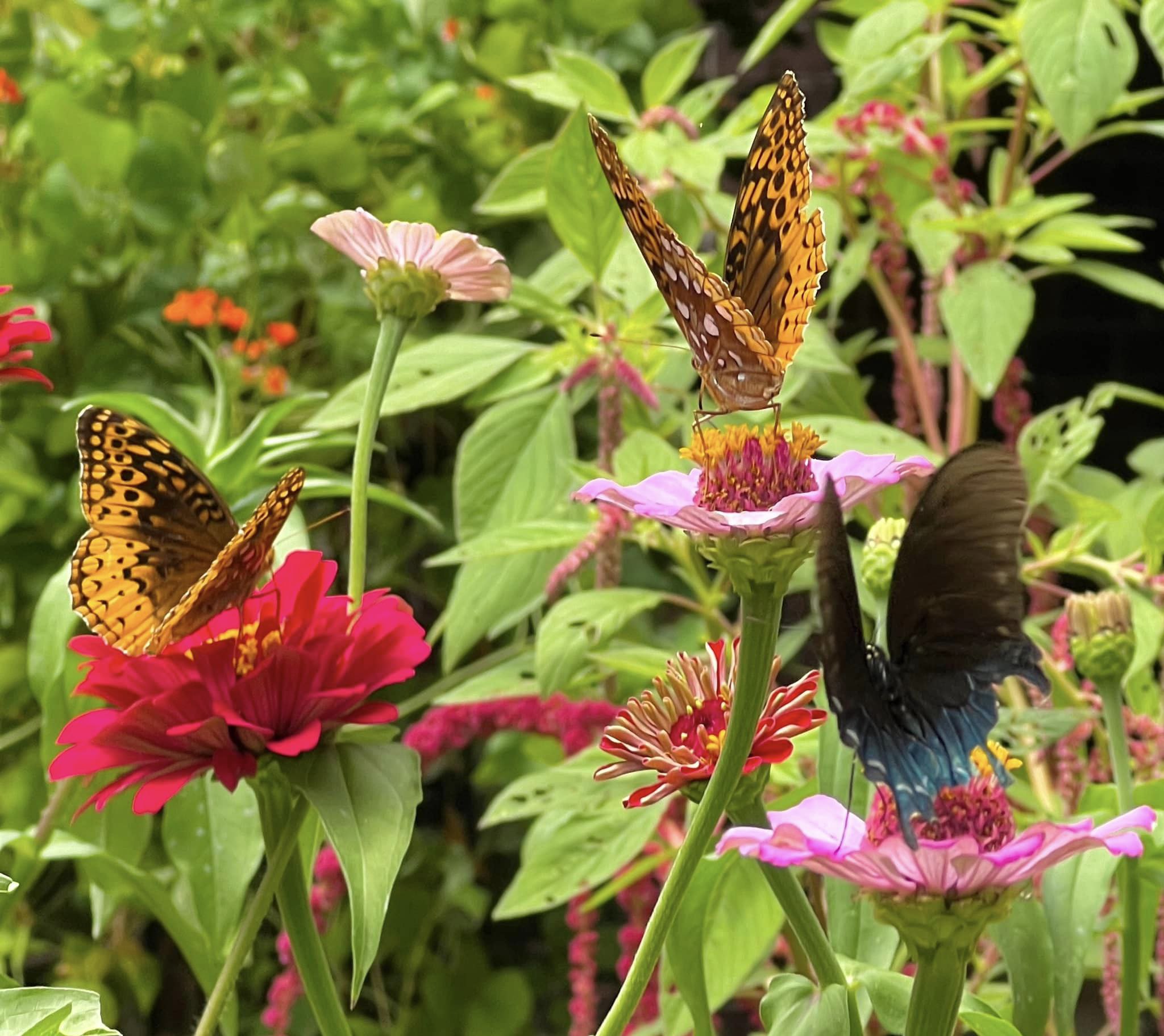 20 Butterfly Garden Ideas to Transform Your Yard into a Pollinator’s ...