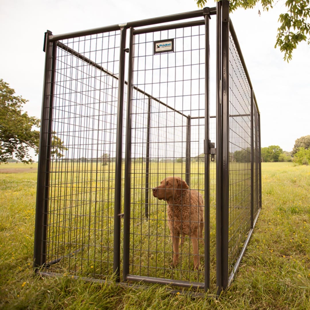 30 Dog Kennel Ideas Outdoor 2025: Best Cheap, Fancy and DIY Designs for ...